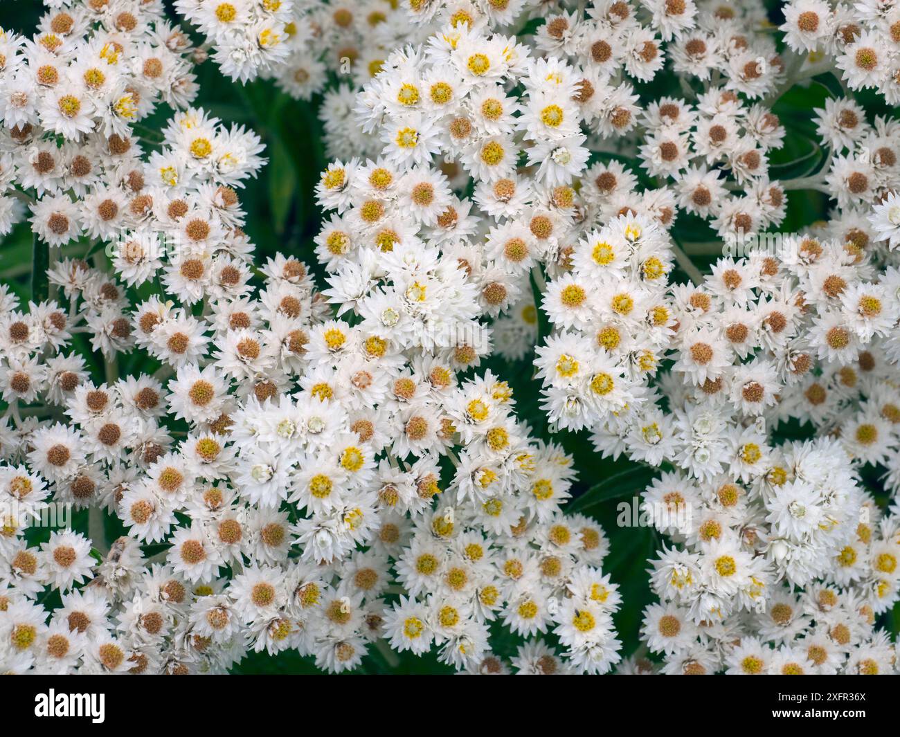 Pearlyeverlastings hi-res stock photography and images - Alamy