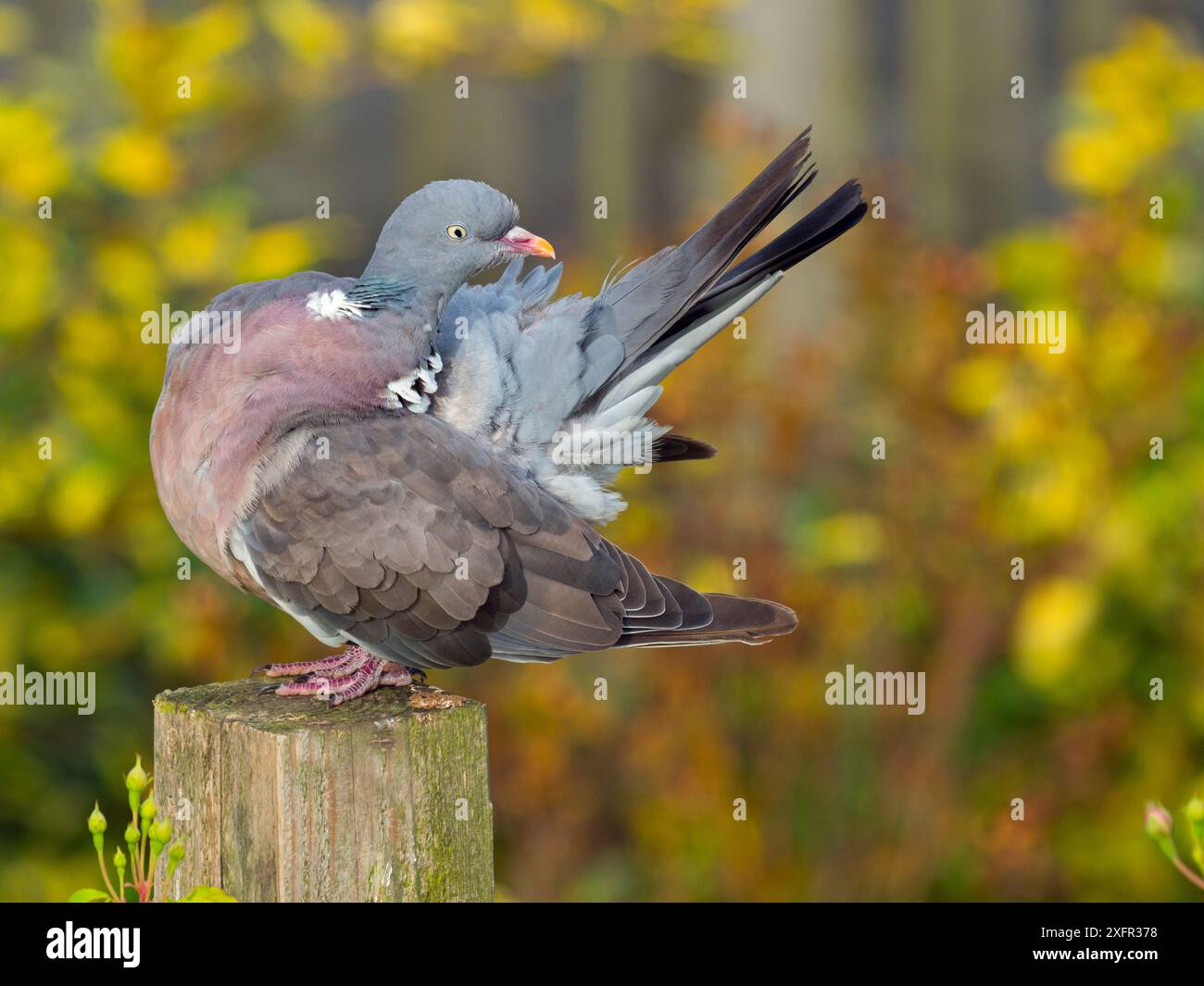 Wood pigeon (Columba palumbus) preening in garden, Norfolk, England, UK ...