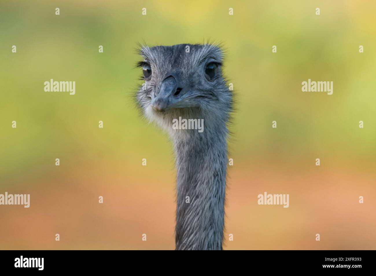 Common rhea, (Rhea americana) head portrait, La Pampa, Argentina Stock ...