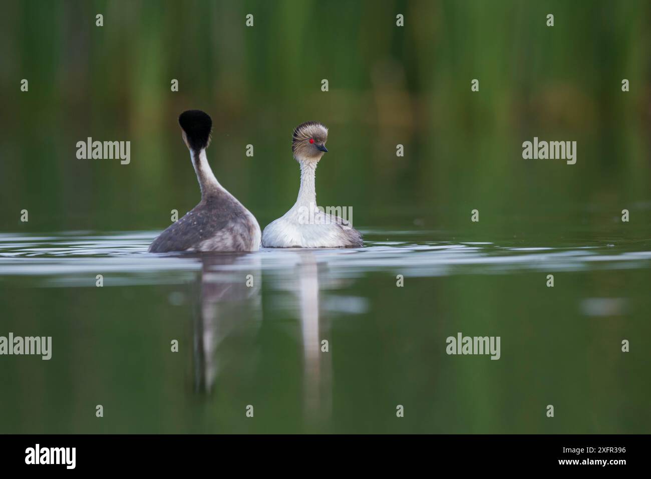 Silvery grebe (Podiceps occipitalis) pair during courtship, La Pampa ...