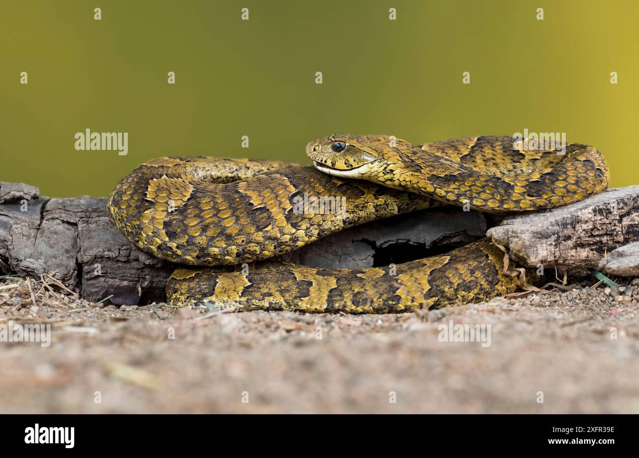 Xenodon hi-res stock photography and images - Alamy