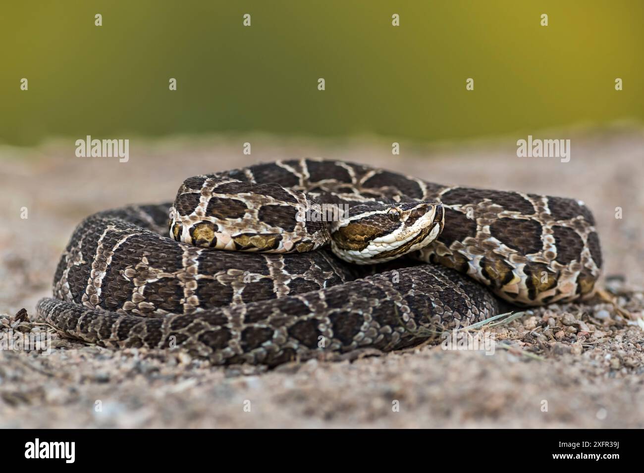 Crossed pit viper (Bothrops alternatus) Argentina. Captive, occurs in ...