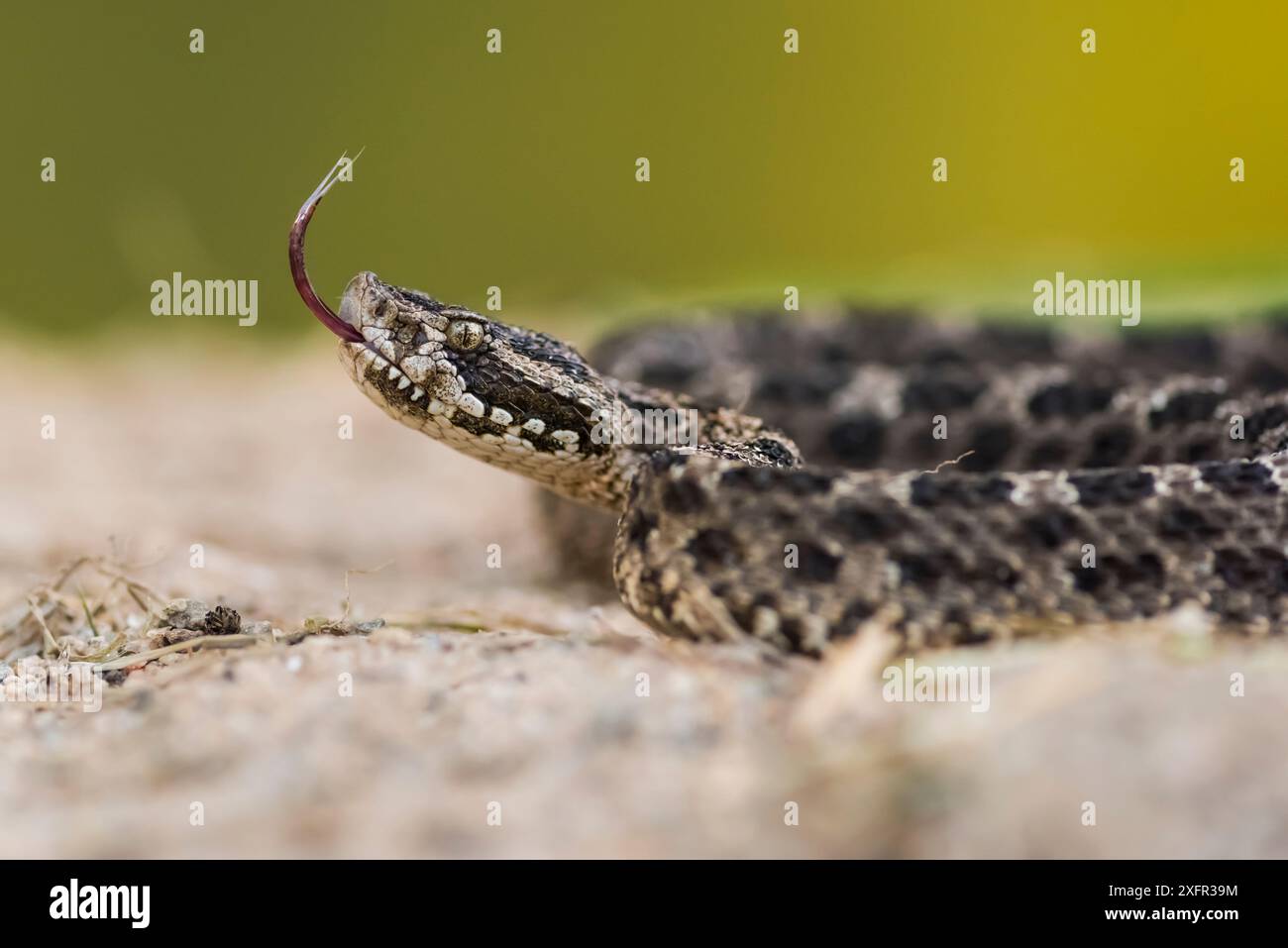 Crossed pit viper (Bothrops alternatus) snake flicking tongue. Captive ...