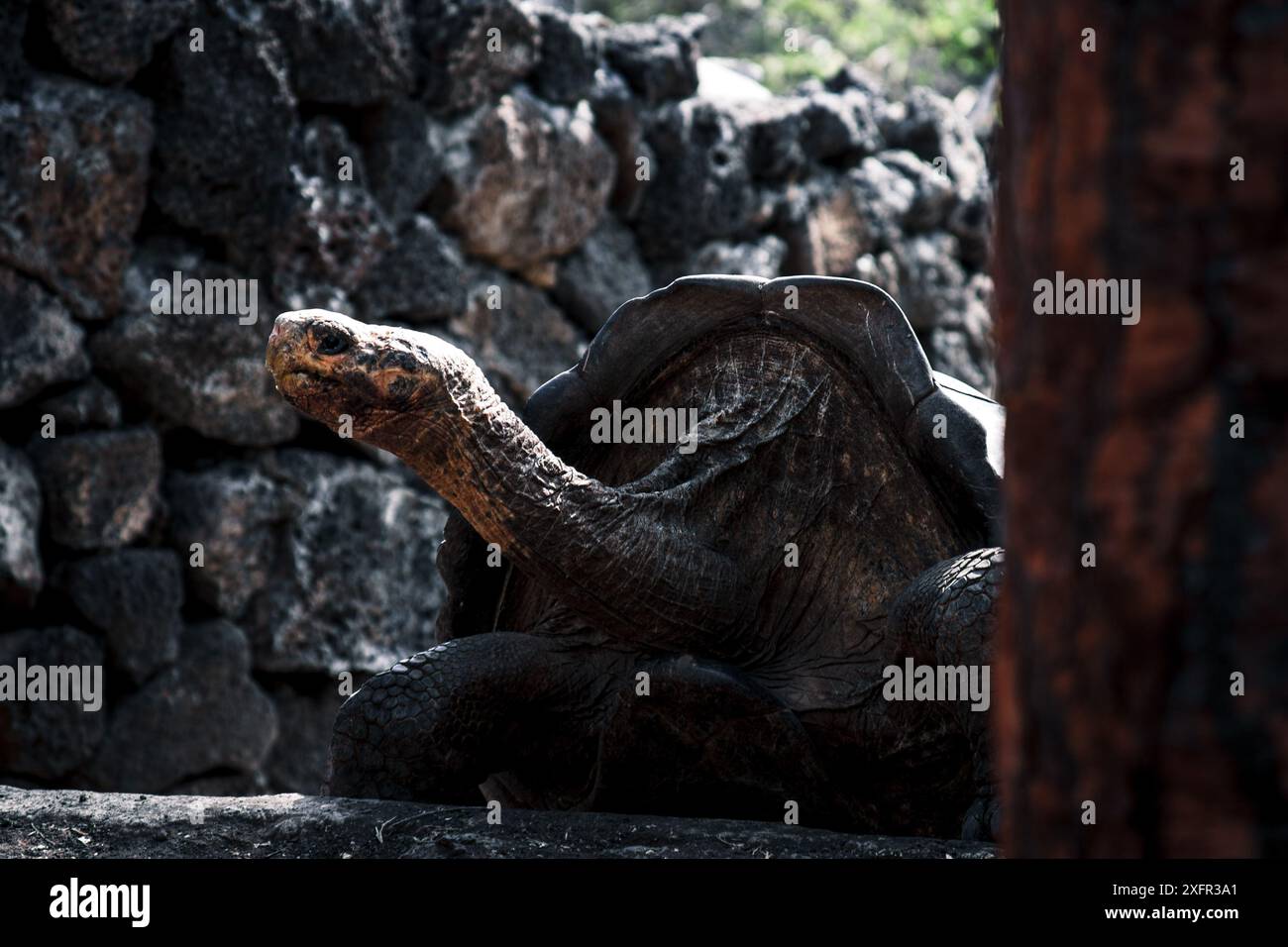 An ancient Galapagos tortoise against a backdrop of rugged volcanic ...