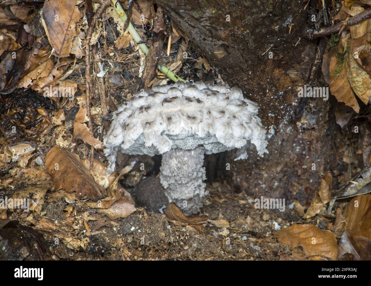 Old man of the wood fungus (Strobilomyces strobilaceus), Sussex, UK ...