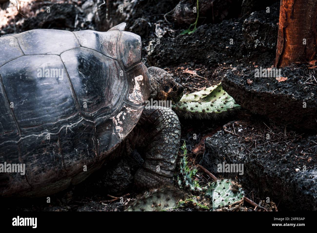 Capture the rugged beauty of the Galapagos with this close-up shot of a ...