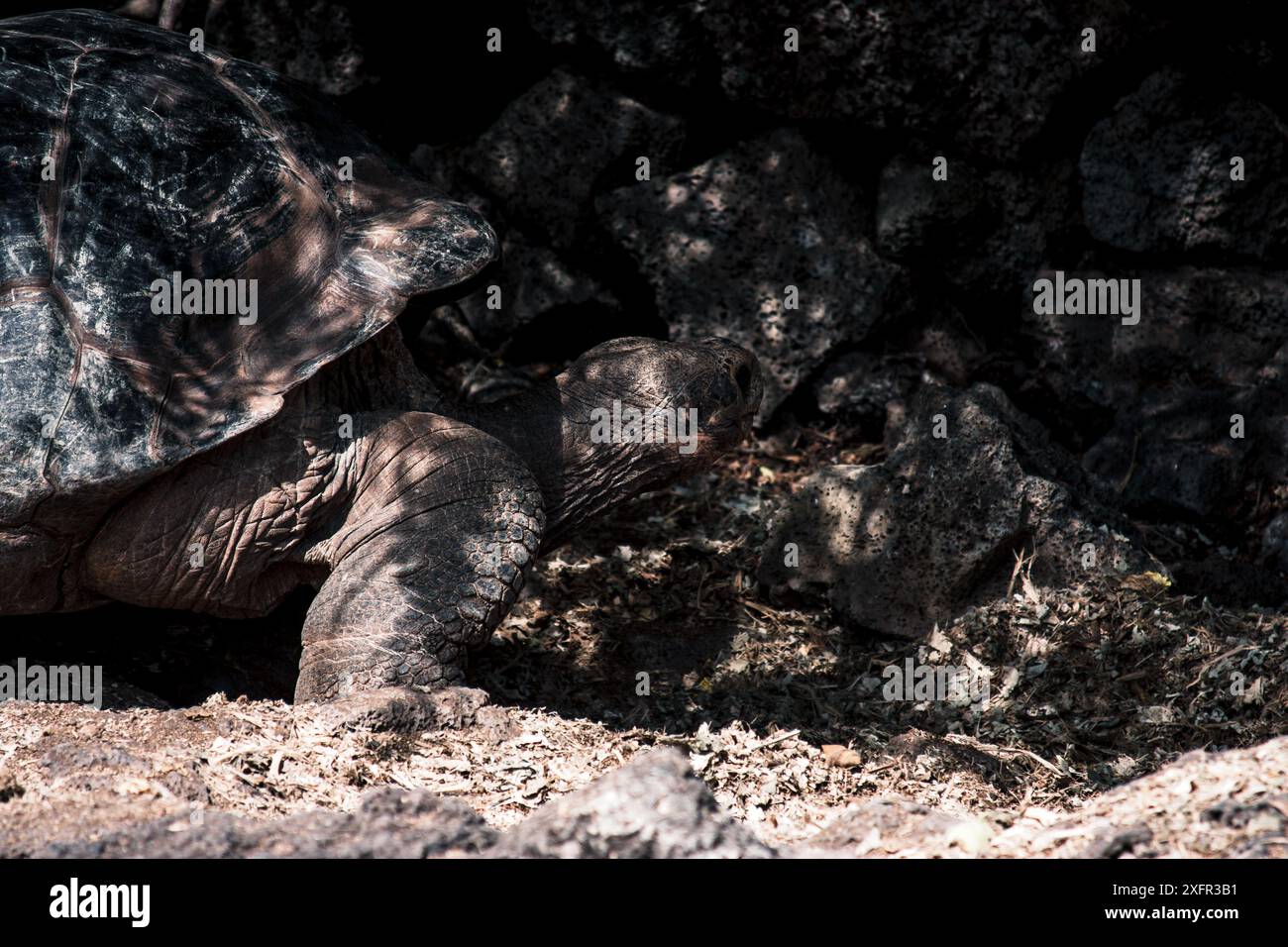 An ancient Galapagos tortoise navigates the rugged volcanic landscape ...