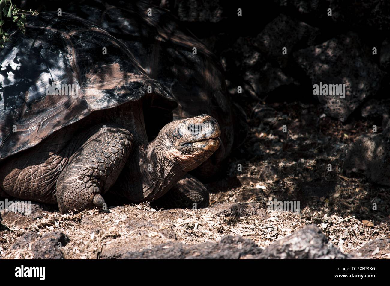 An ancient Galapagos tortoise against a backdrop of rugged volcanic ...