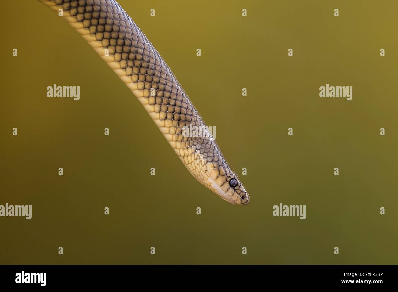 Culebra snake (Paraphimophis rustica) captive, occurs in South America ...