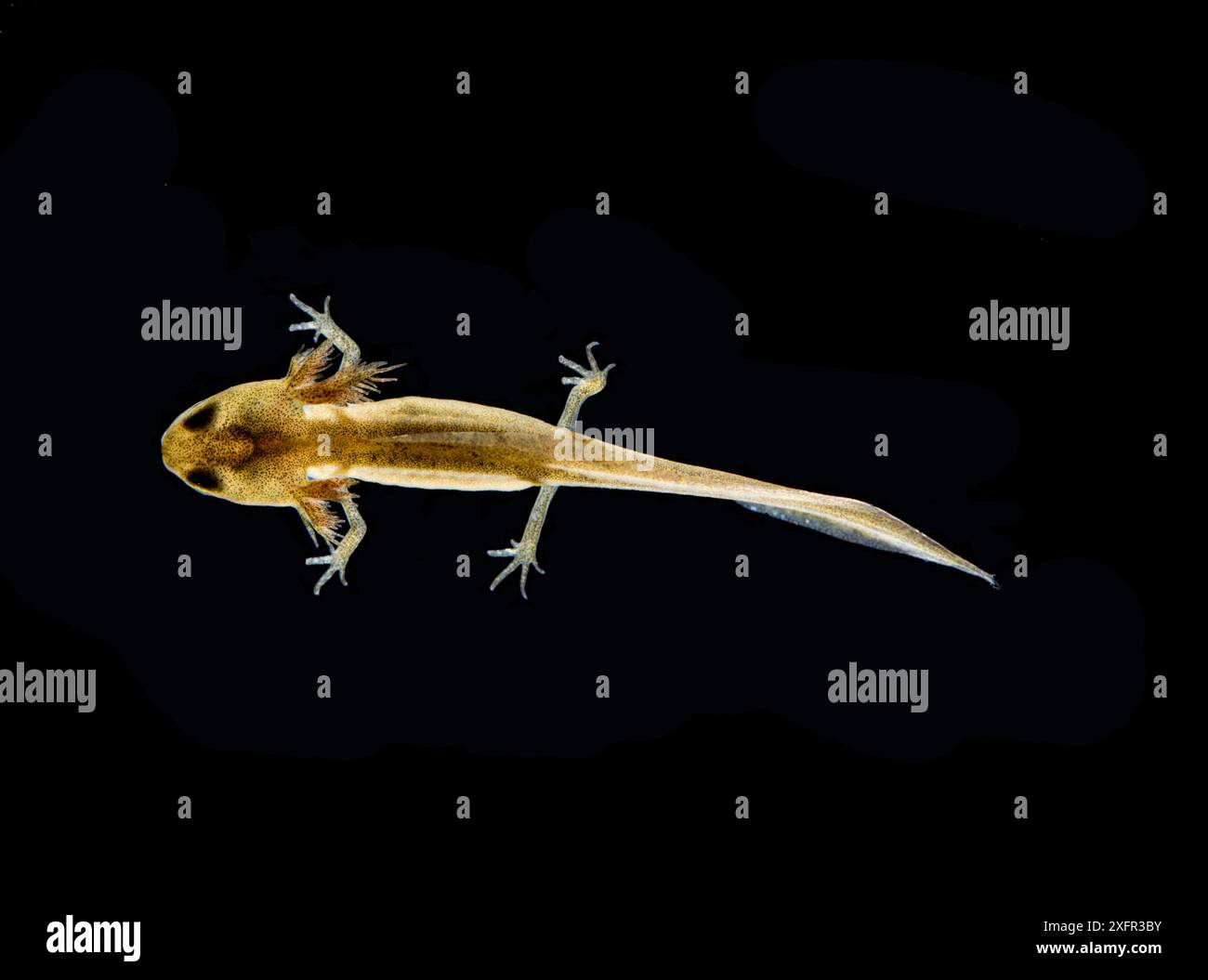 Smooth Newt (Lissotriton vulgaris) larva with gills visible, Surrey, UK ...