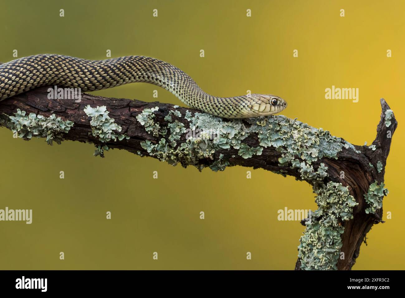 Patagonia green racer snake (Philodryas patagoniensis) Captive occurs ...