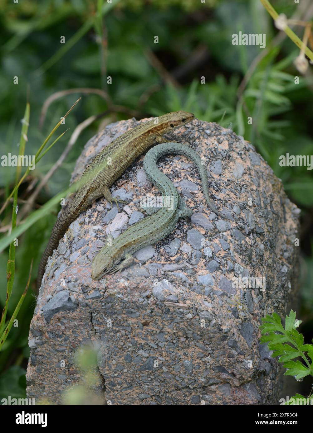 Two Common lizards (Zootoca vivipara) basking on rock, showing ...