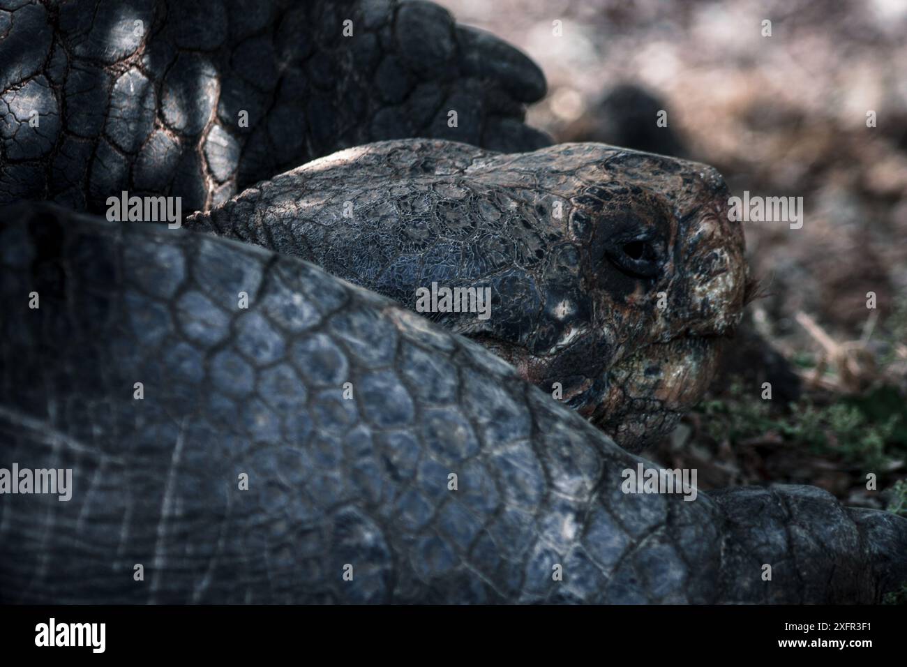 This close-up portrait of a Galapagos tortoise showcases the detailed ...