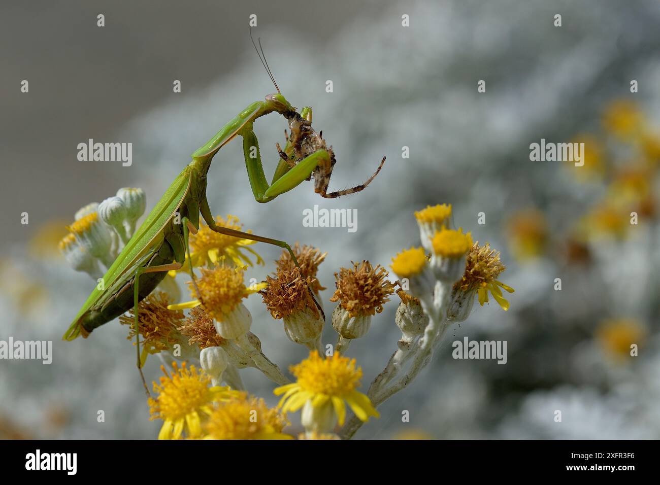 European mantis (Mantis religiosa) gravid female feeding on spider on ...