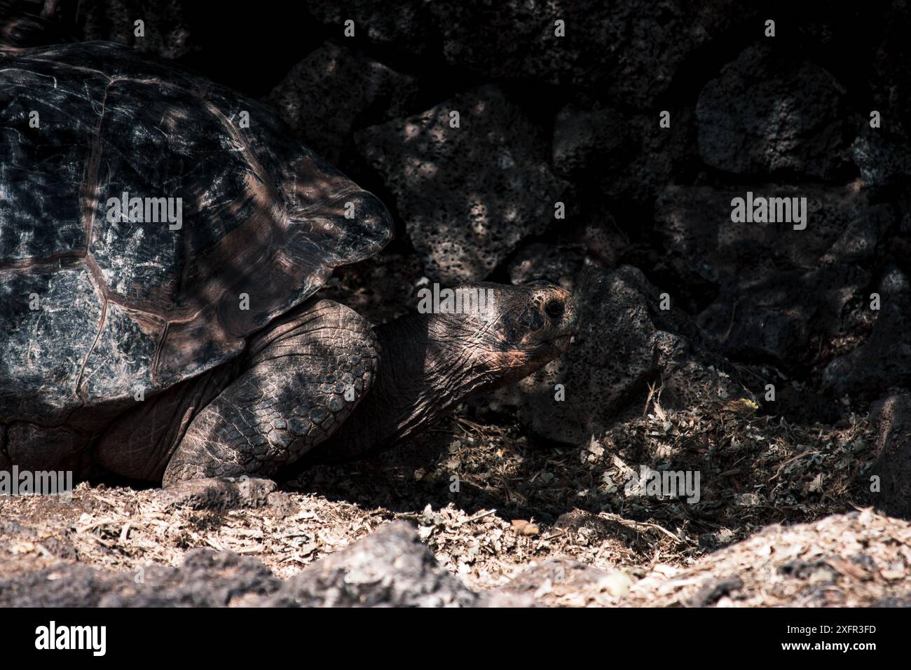 This photo captures a Galapagos giant tortoise resting amidst rocky ...