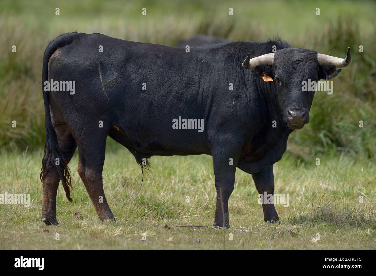 The camargue bull hi-res stock photography and images - Alamy