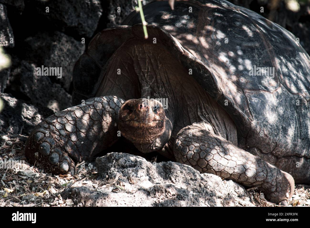 This captivating image features a Galapagos tortoise taking a break in ...