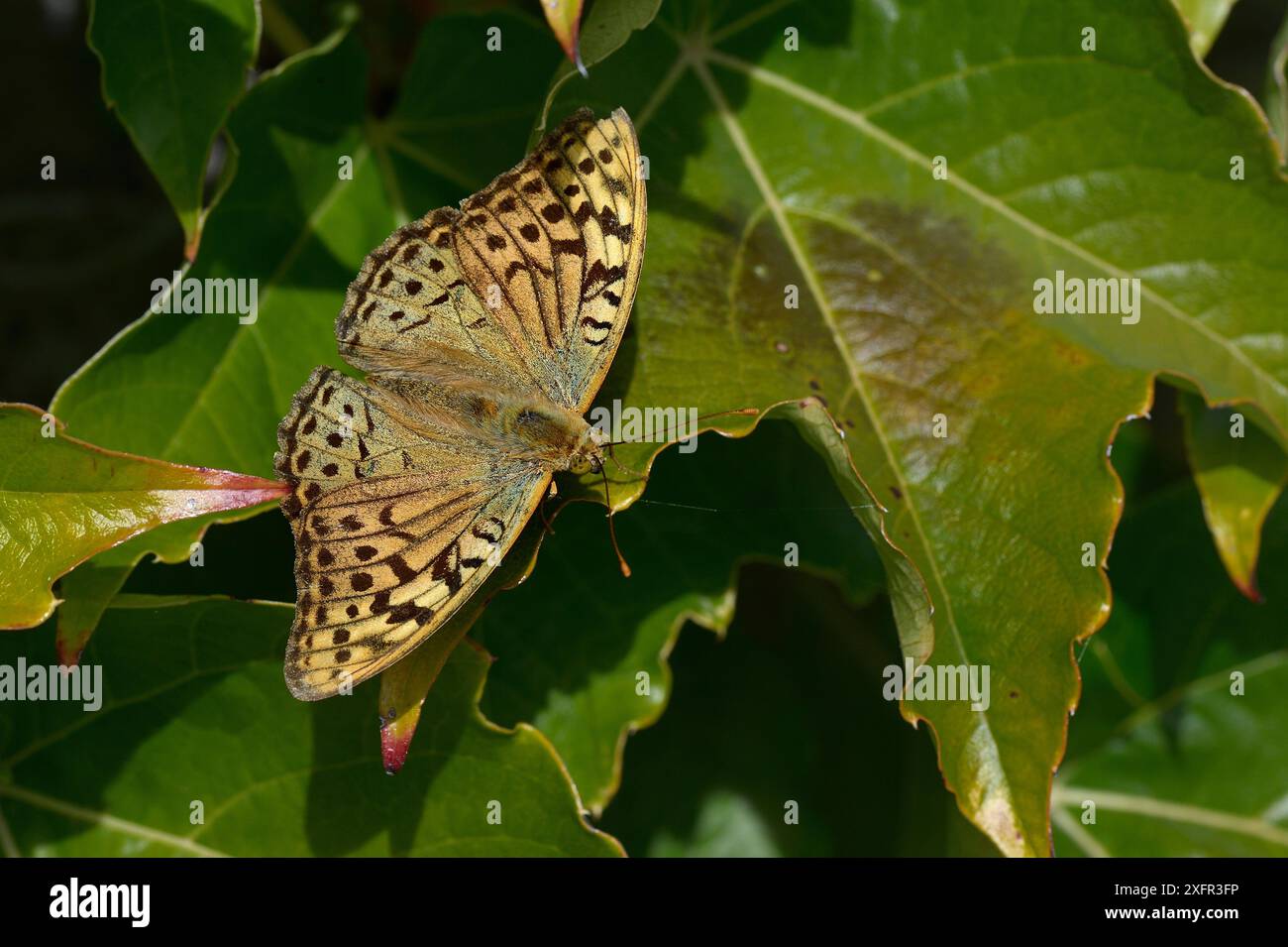 Cardinal butterfly (Argynnis pandora) male on a leaf, Vendee, France ...