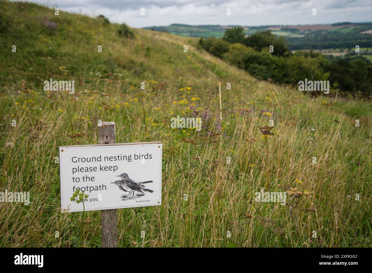 Sign warning of ground-nesting birds, Meadow pipits (Anthus pratensis ...