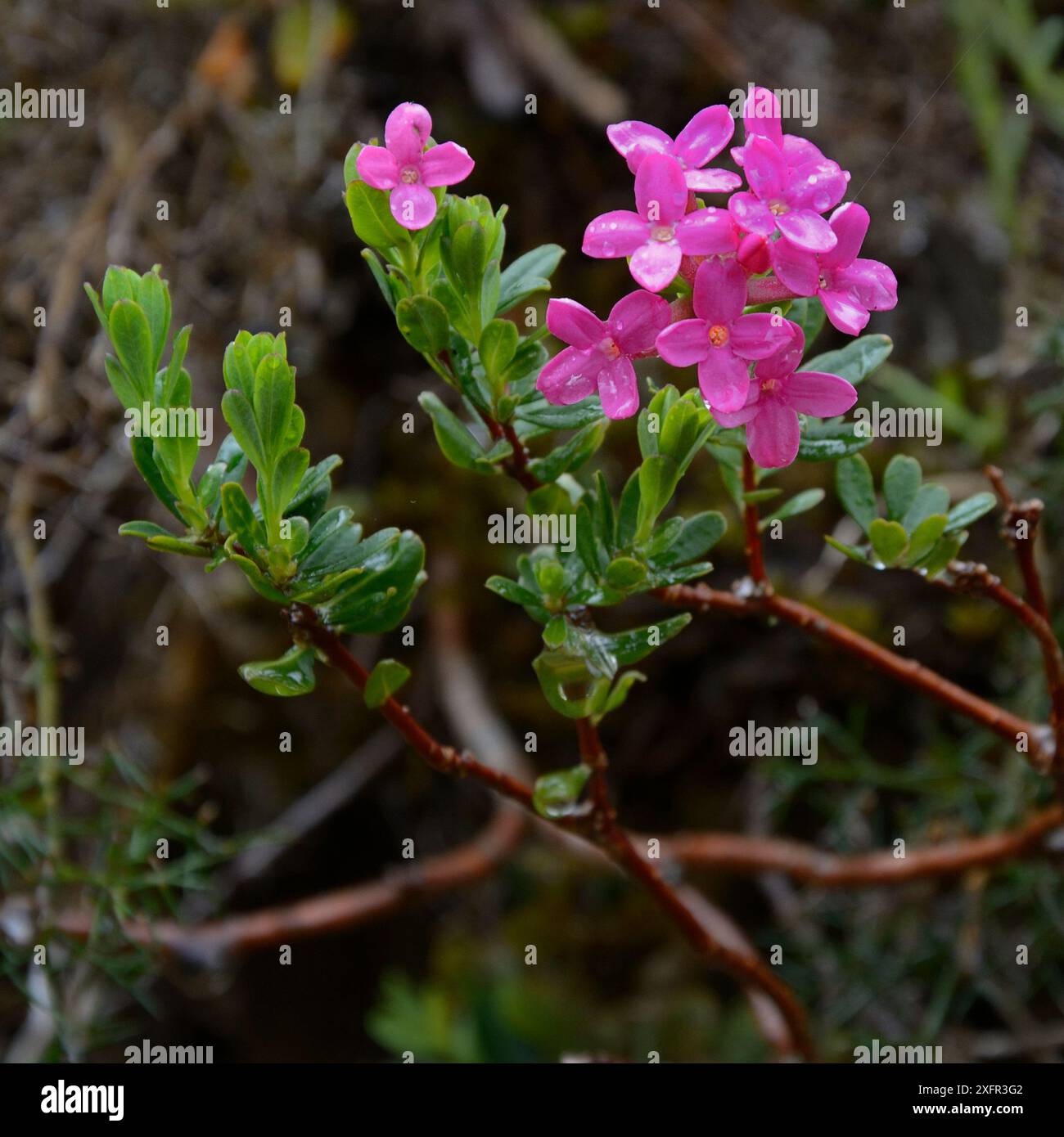 Garland flower (Daphne cneorum) Tarn, France, May Stock Photo - Alamy