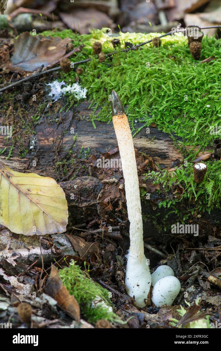 Dog stinkhorn fungus (Mutinus caninus) with 'eggs', Sussex, UK ...