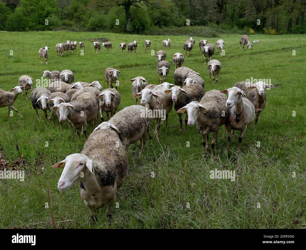 Lacaune sheep, which produce milk for Roquefort Cheese, Aveyron, France ...