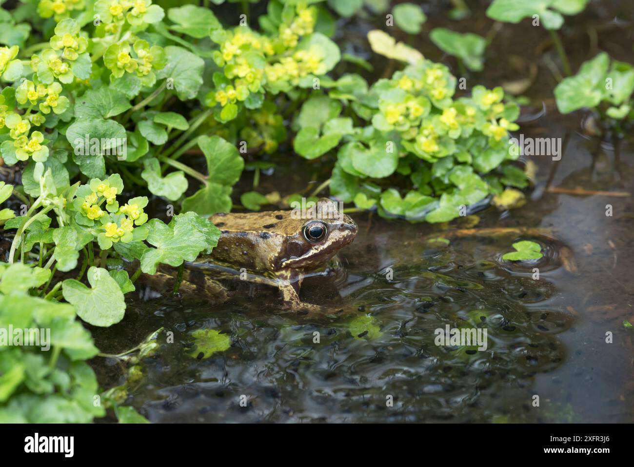 European common frog (Rana temporia) Clare Glen, County Armagh ...