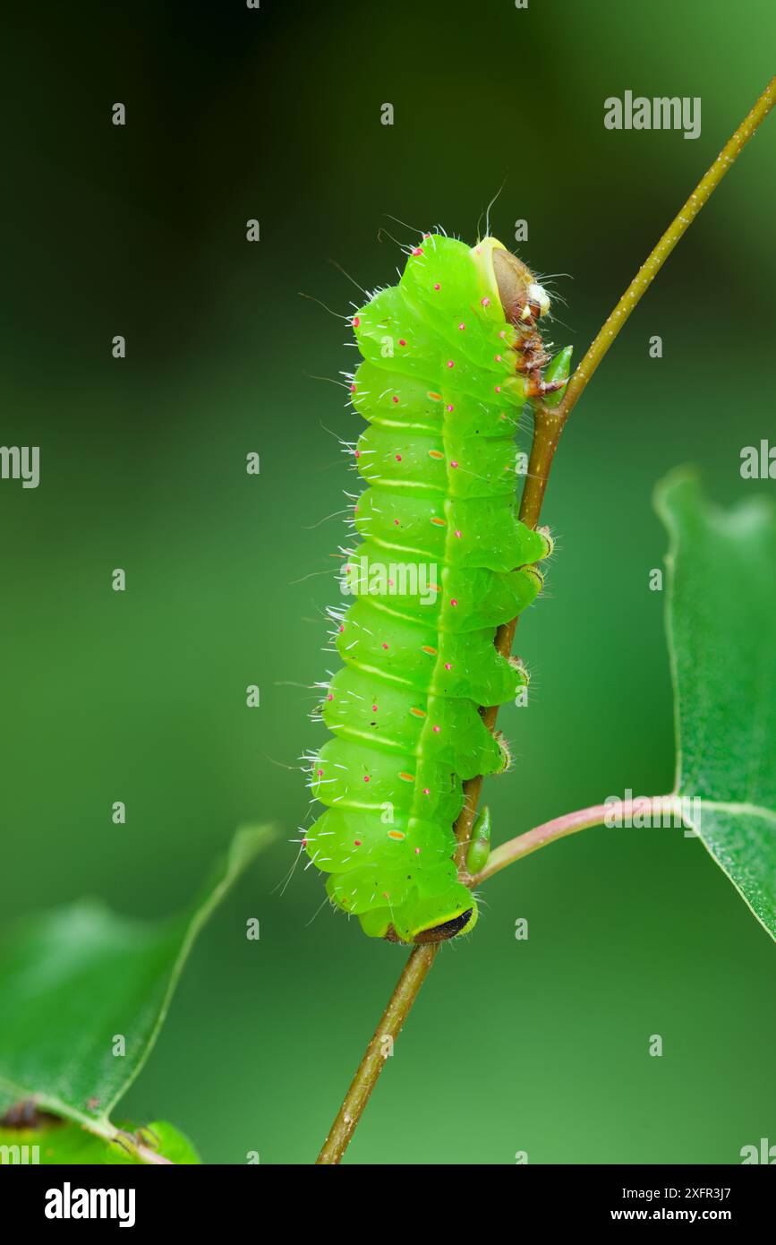 Luna moth caterpillar hi-res stock photography and images - Alamy