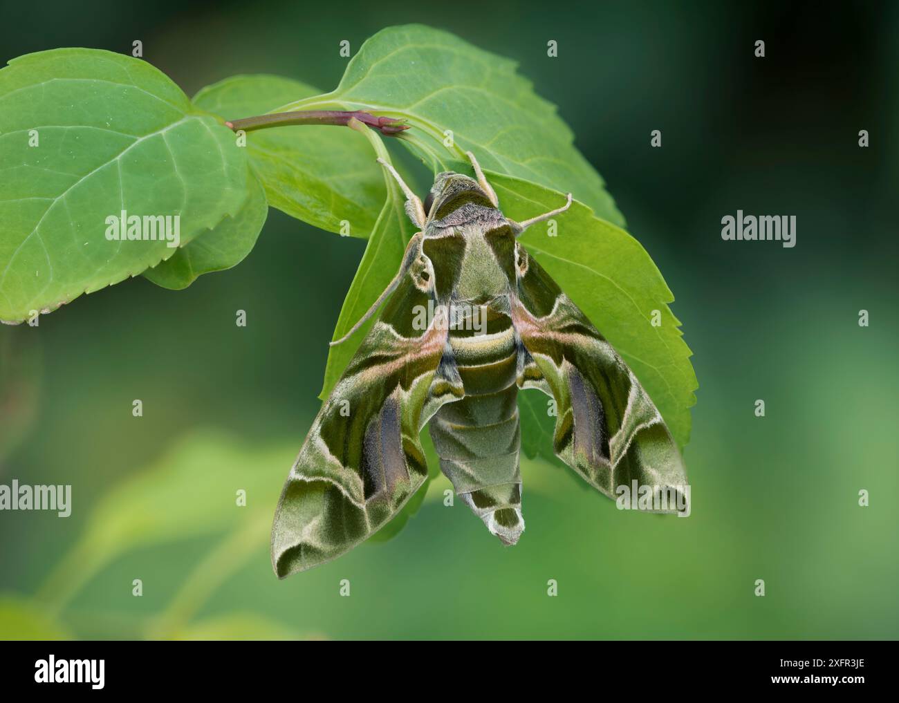 Oleander hawk moth (Daphnis nerii) male, Bang Saen, Thailand, December ...