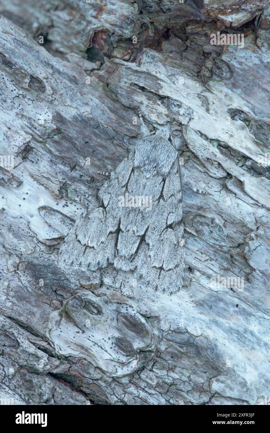 Grey dagger moth (Acronicta psi) camouflaged Banbridge, County Down ...