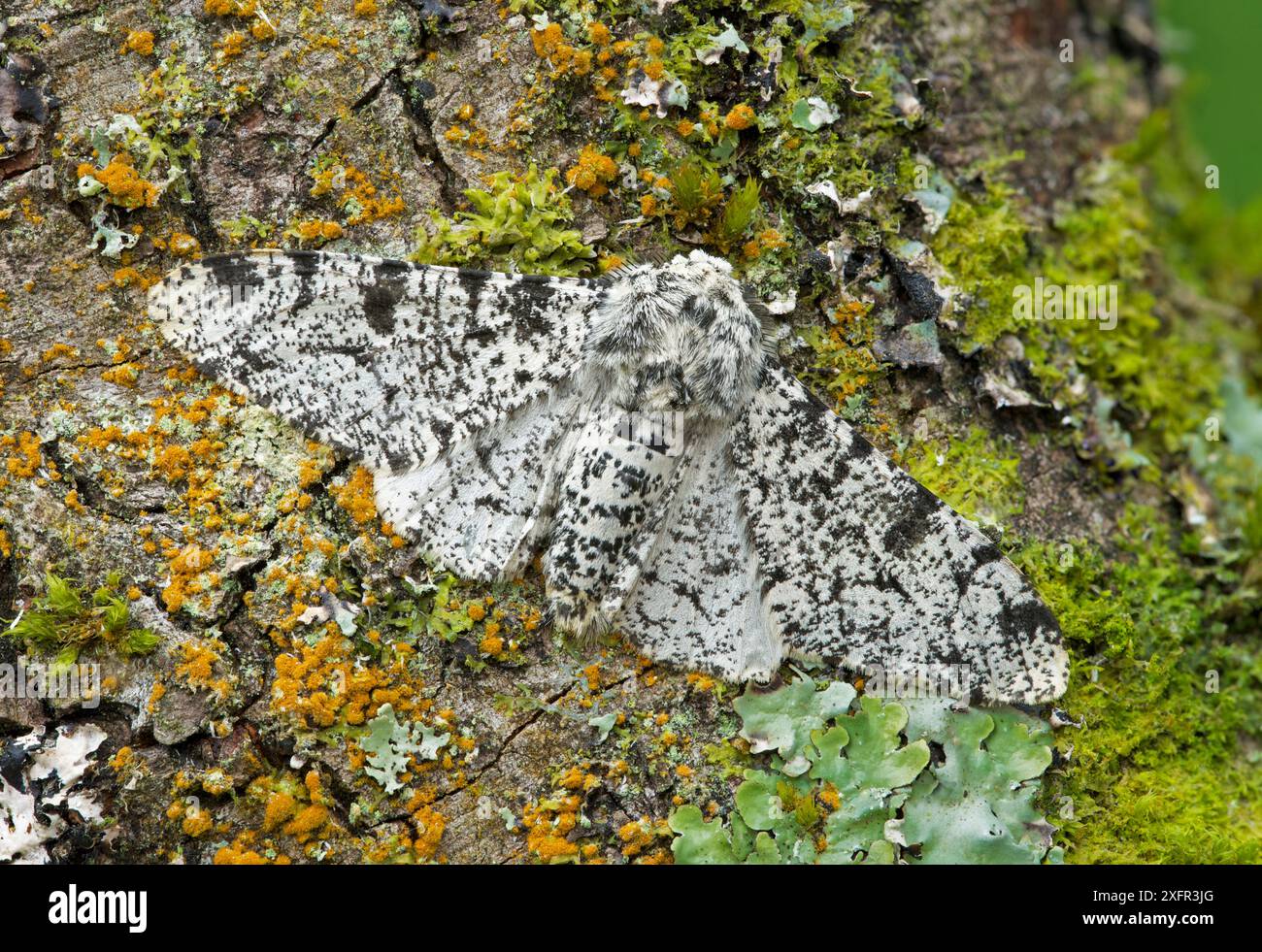 Peppered moth (Biston betularia) camouflaged among lichens, Banbridge ...