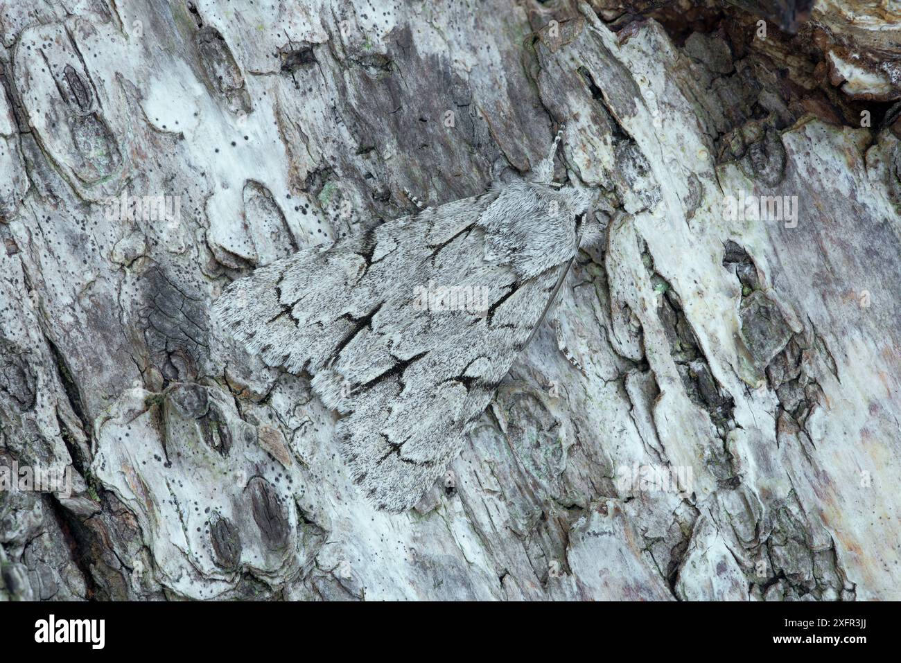 Grey dagger moth (Acronicta psi) Banbridge, County Down, Northern ...