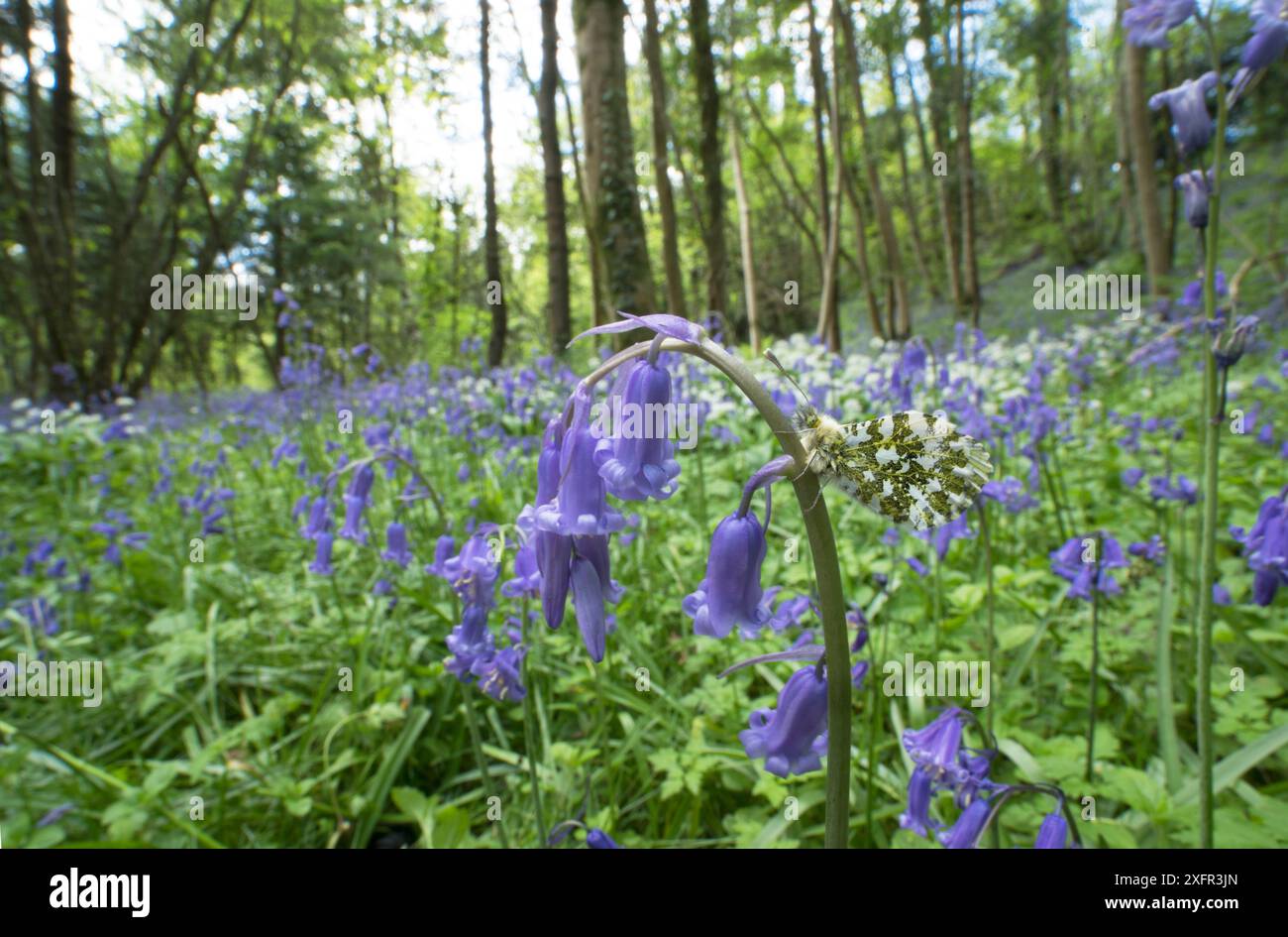 Bluebells at clare glen hi-res stock photography and images - Alamy