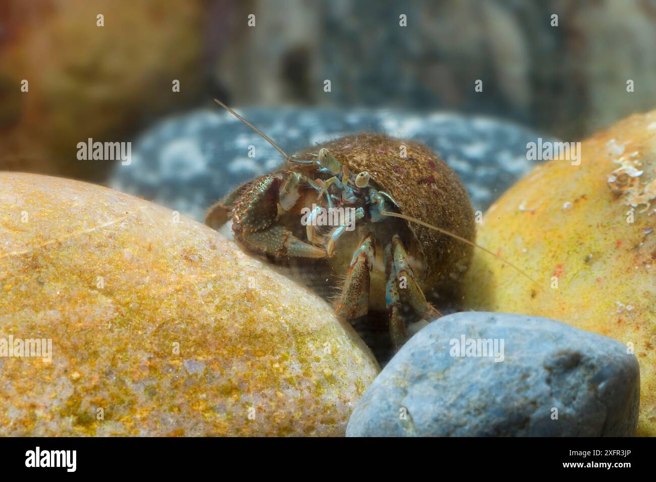 Common hermit crab (Pagurus bernhardus) in rock pool, Ballywhoriskey ...