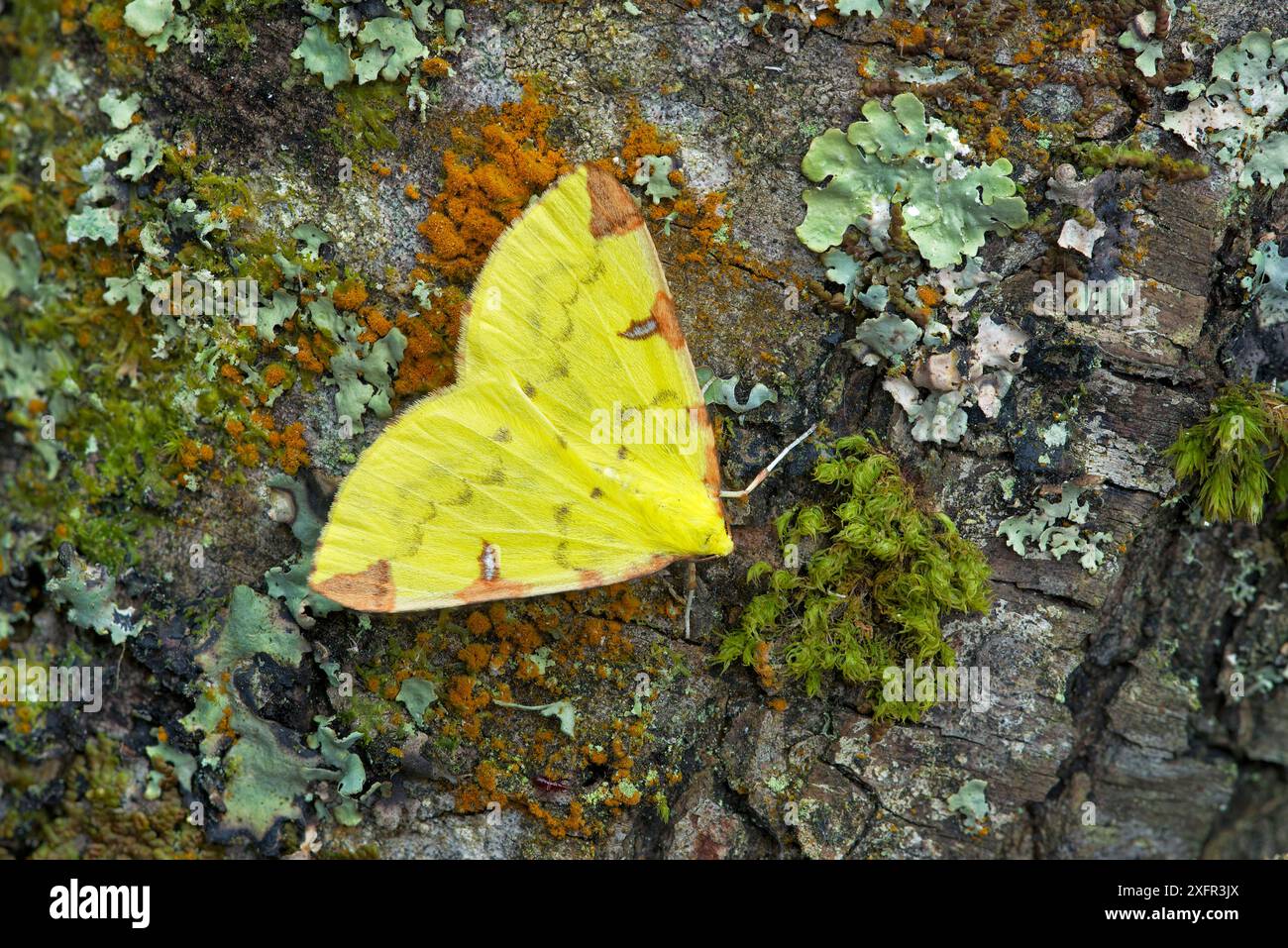 Brimstone moth (Opisthograptis luteolata) Banbridge, County Down ...
