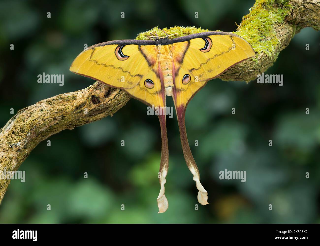 Sulawesi moon moth (Actias isis) female, occurs endemic to Sulawesi ...