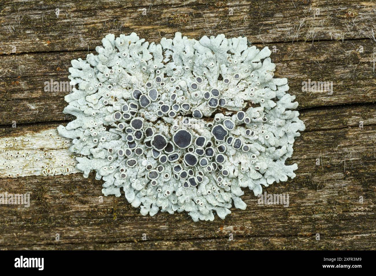 Physcia aipolia uk hi-res stock photography and images - Alamy