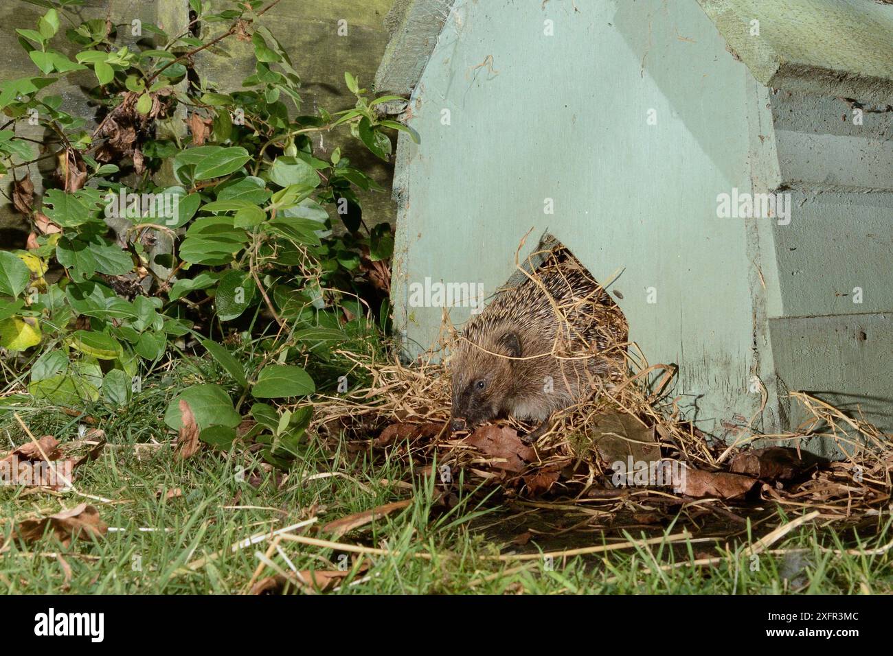Hedgehog (Erinaceus europaeus) emerging from a hedgehog house at night ...