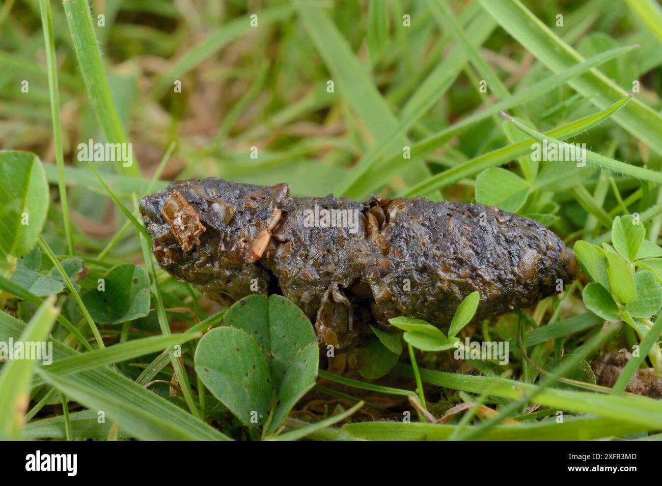 Hedgehog (Erinaceus europaeus) faeces on a suburban lawn with ...