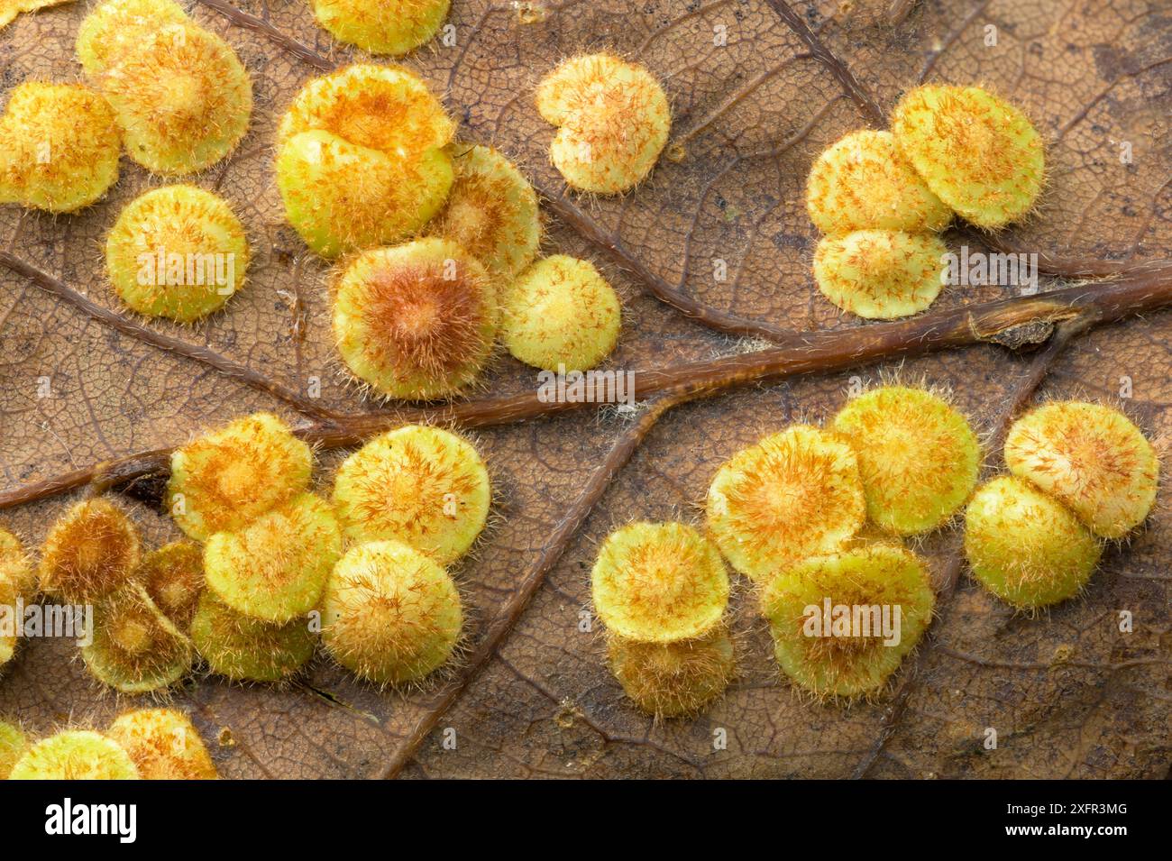 Spangle gall wasp (Neuroterus quercusbaccarum) galls on oak leaf, Clare ...