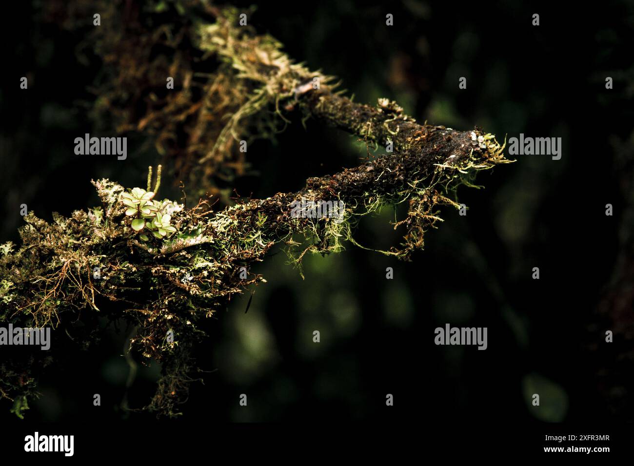This close-up captures the intricate epiphyte growth on a tree branch ...