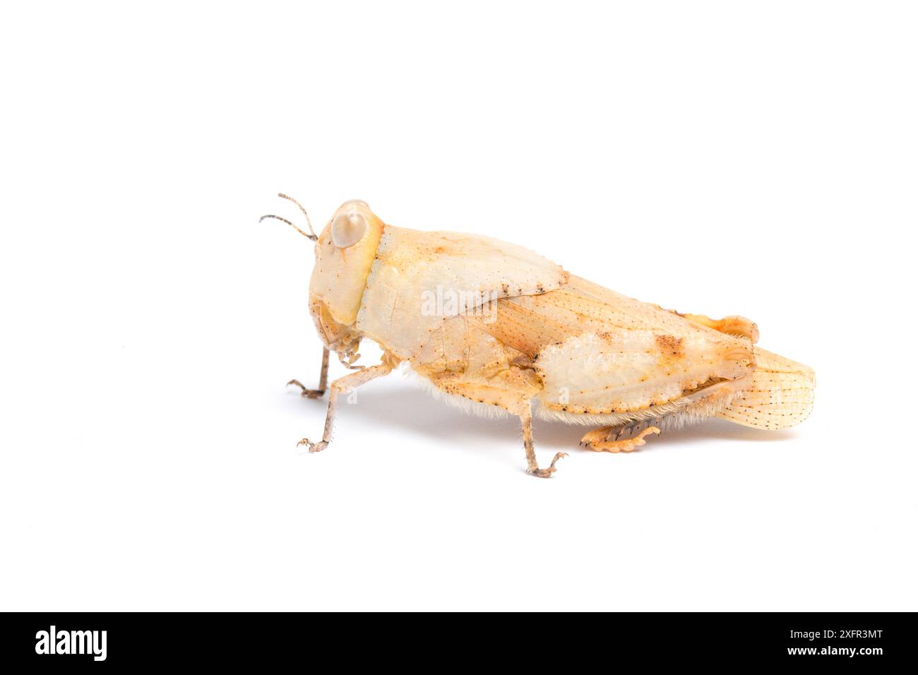 Knersvlakte Cut Out Stock Images & Pictures - Alamy
