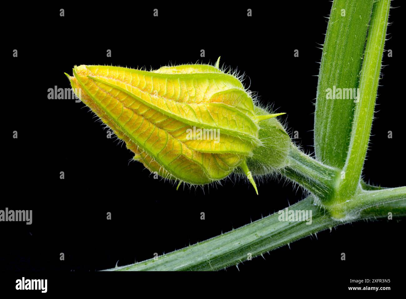 Pumpkin flower bud (Cucurbita cultivar), Catbrook, Monmouthshire, Wales ...