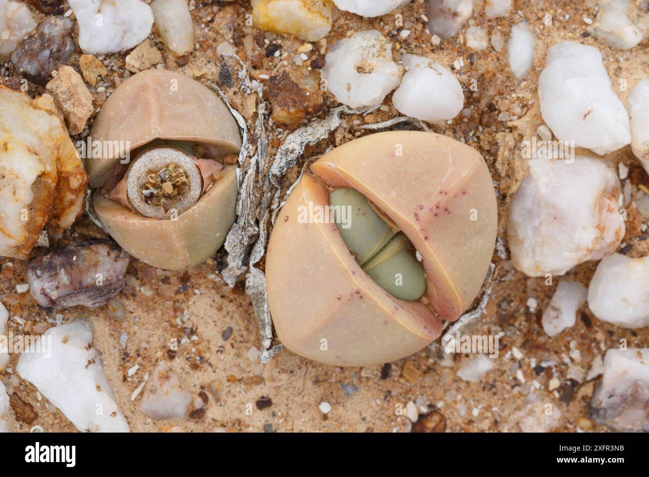 Endemic Stone plant (Argyroderma delaetii), also known as Bababoudjes ...