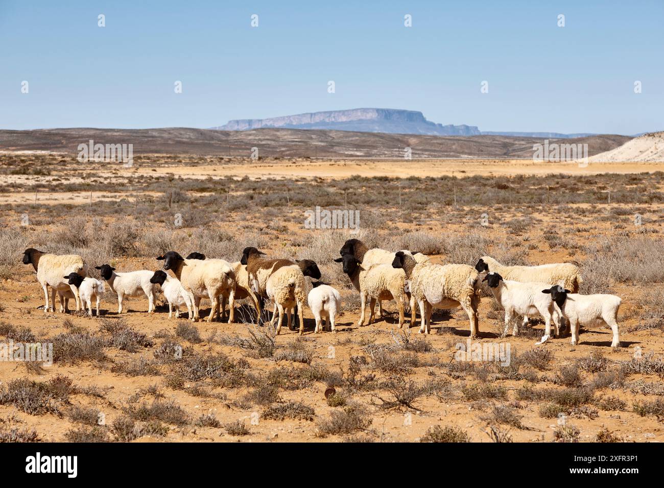 Dorper sheep, a South African breed of domestic sheep developed by ...