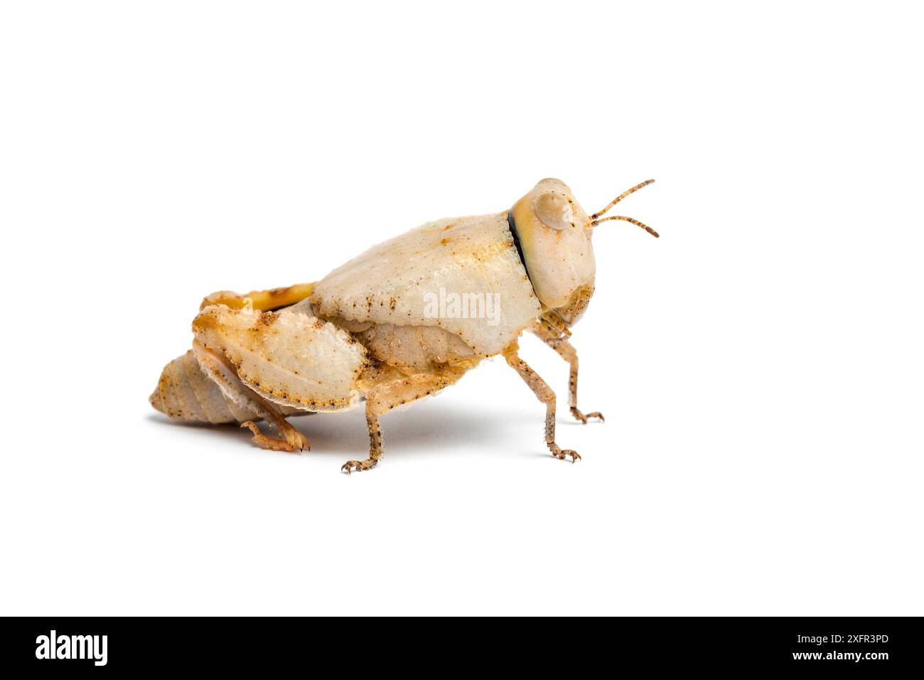 Toad grasshopper (Trachypetrella species, poss. T. anderssonii), nymph ...