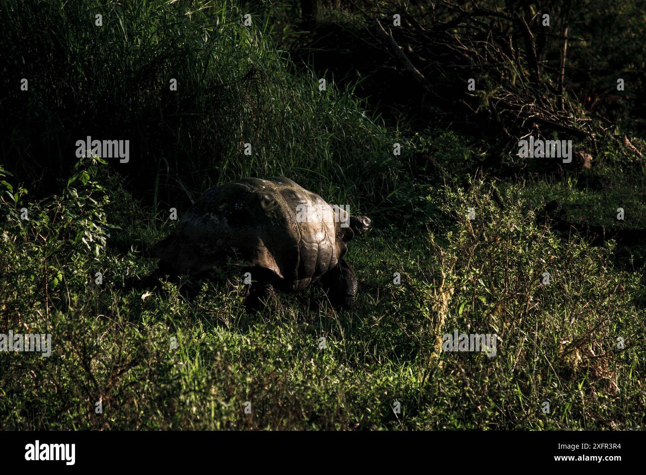 A giant Galapagos tortoise roams freely in its lush, natural habitat ...