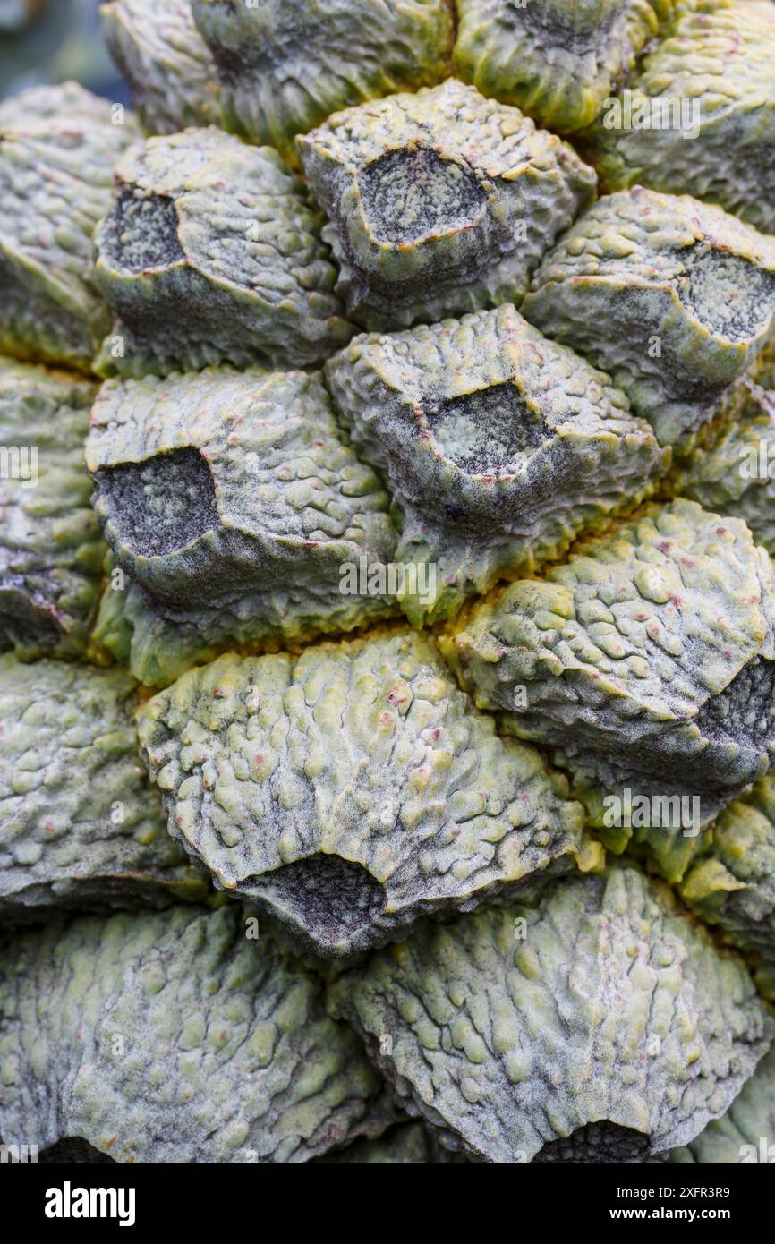 Close up of Cycad (Encephalartos horridus) cone, Kirstenbosch Botanical ...