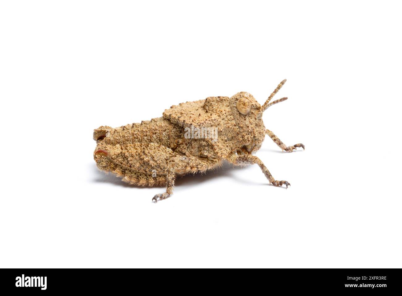 Toad grasshopper (Trachypetrella sp. possibly T. anderssonii) nymph ...