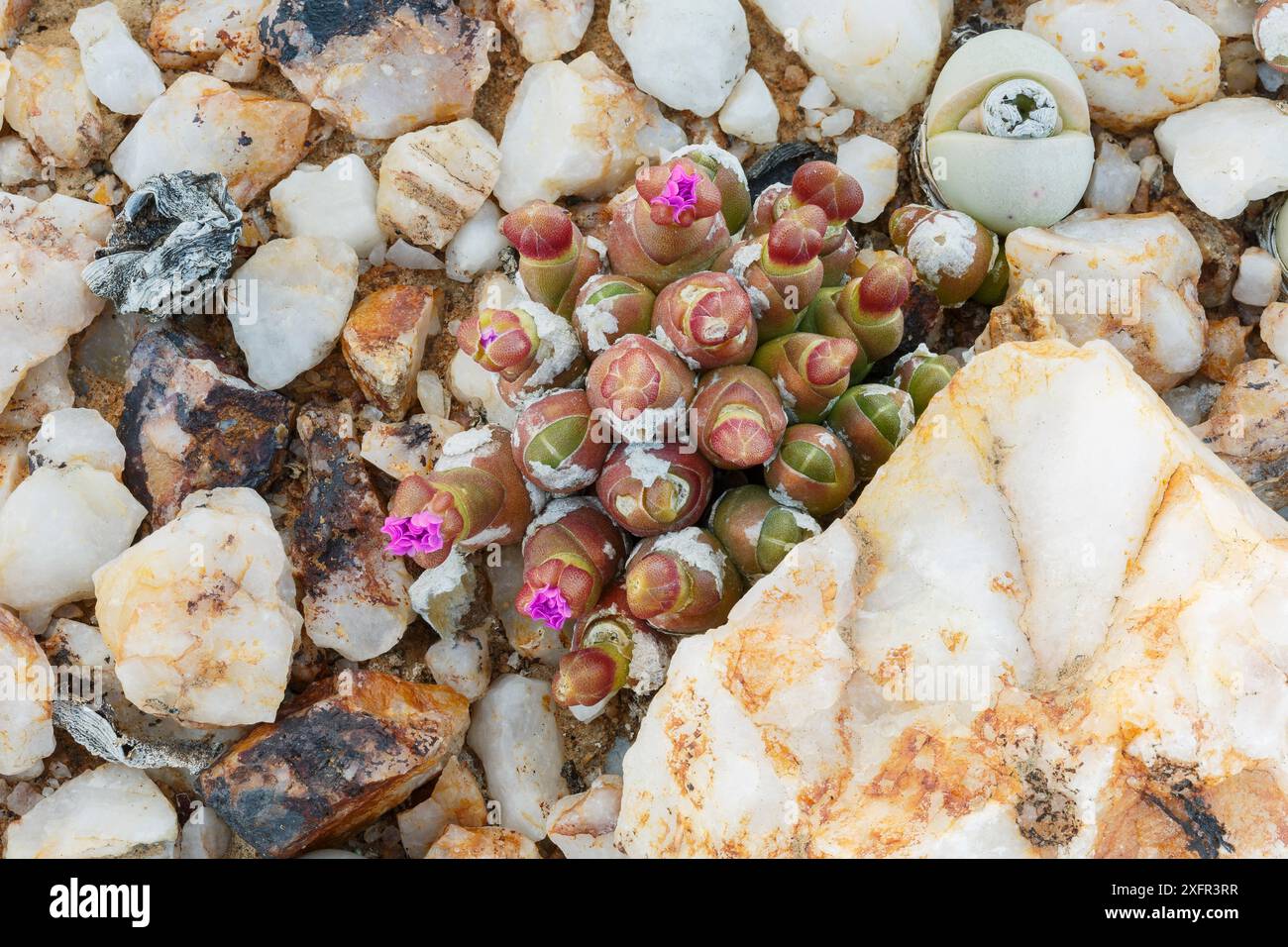 Endemic succulent (Oophytum nanum) in bud, growing among quartz pebbles ...
